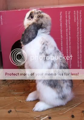 Periscope bunnies | Rabbits United
