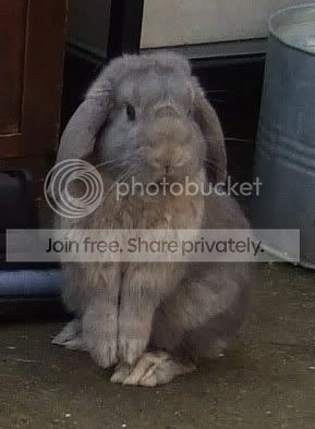 Periscope bunnies | Rabbits United