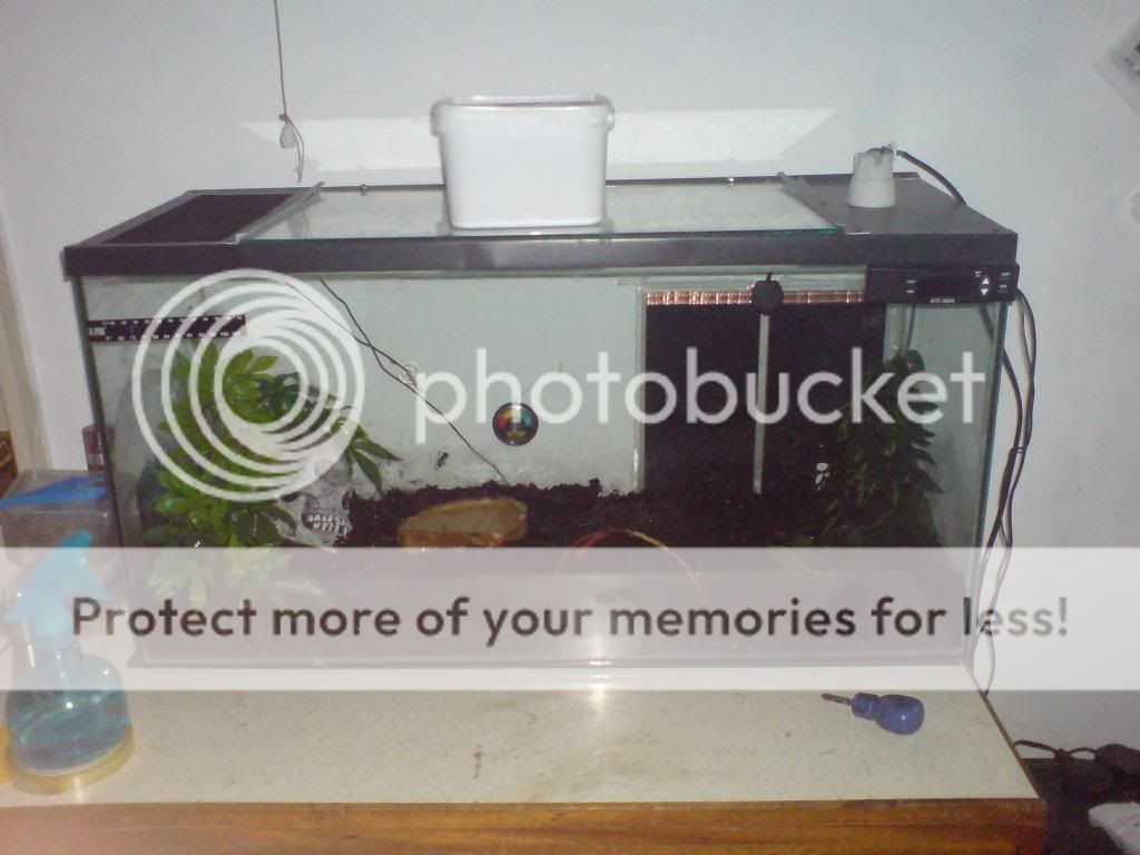 who has the best emperor scorpion setup? | Reptile Forums