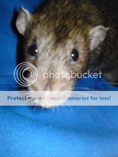 Adult male dumbo rat X. Surrey | Reptile Forums