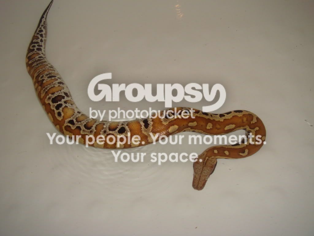 SE England - female blood python for sale!! | Reptile Forums